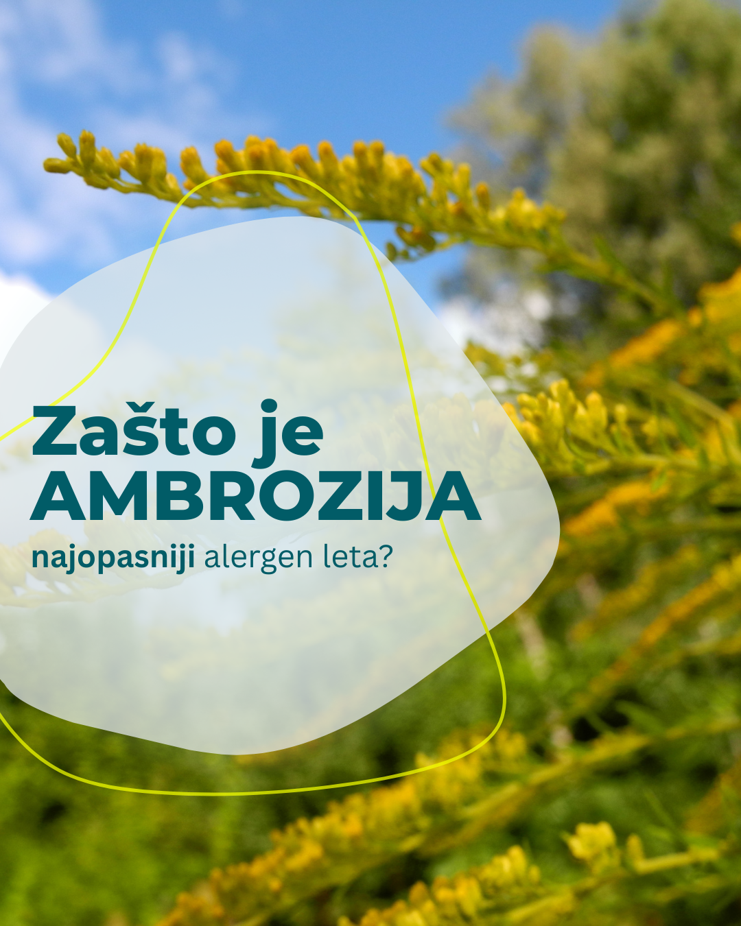 Zašto je ambrozija najopasniji alergen leta? - Lertal
